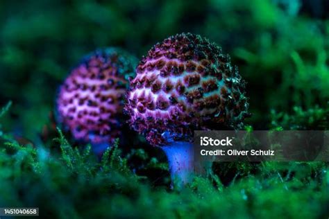 녹색과 파란색 네온 번개로 숲에서 발견되는 마법의 드래곤 알 버섯 이 알에는 검은 색 스파이크가 거의 없습니다 꽃 식물에 대한 스톡 사진 및 기타 이미지 Istock