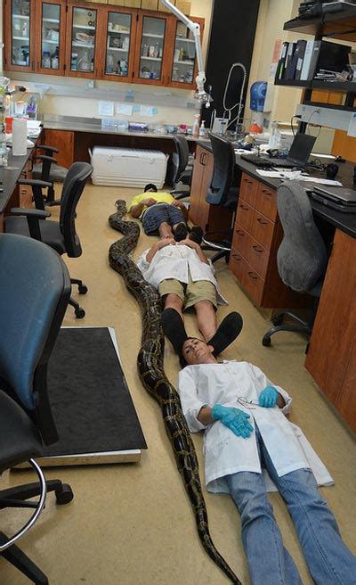 Enormous Python Killed In Florida Measures 18 Feet 8 Inches Weighs