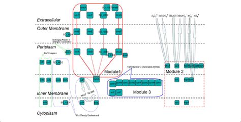 Subcellular Localization And Functional Roles Of The Proteins In The