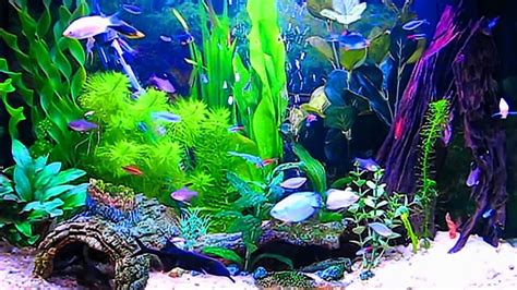 壁紙aquario,淡水水族館,水族館,水生植物,海洋生物学,水族館の照明 (#163074) - WallpaperUse
