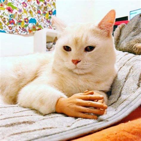 Cutetropolis