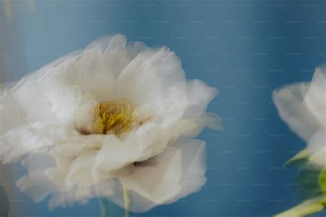 푸른 배경에 흰 꽃이 피어납니다 사진 Unsplash의 배경화면 이미지