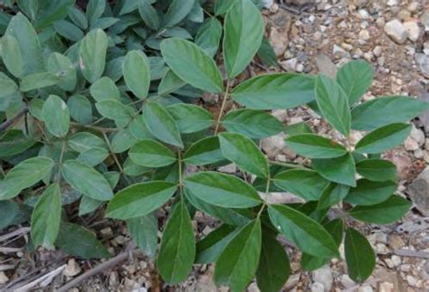 猫尾草 罗浮山野生动植物 图片