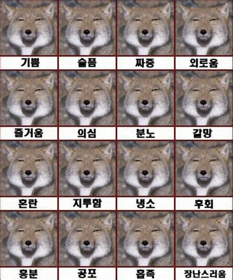 티벳여우 짤 모음 네이버 블로그