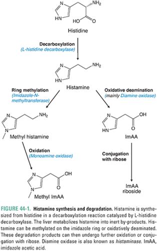 Histamine Synthesis