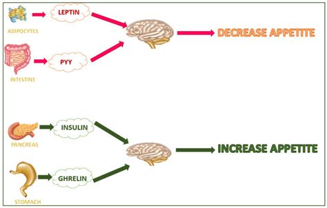 식욕 조절 호르몬 몸의 식욕을 어떻게 조절하는가