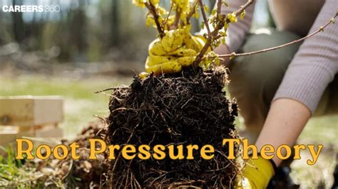 Root Pressure Theory