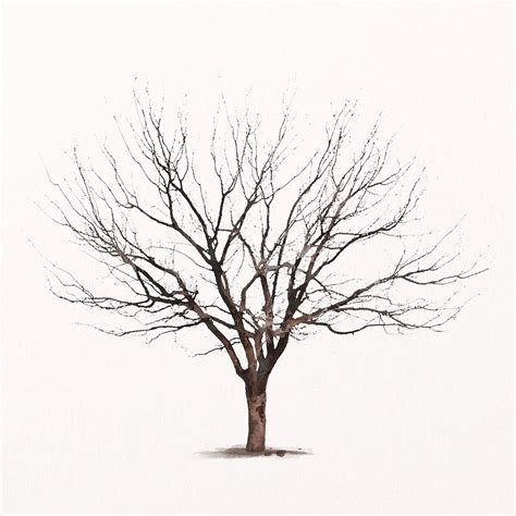 Naked Tree Images Free Photos PNG Stickers Wallpapers Backgrounds Rawpixel