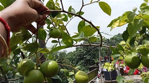 লেবু গাছ সুস্থ ও ফলন বেশি পেতে এই সিক্রেট ফার্টিলাইজার অবশ্যই দিন। Secret Fertilizer For Pati