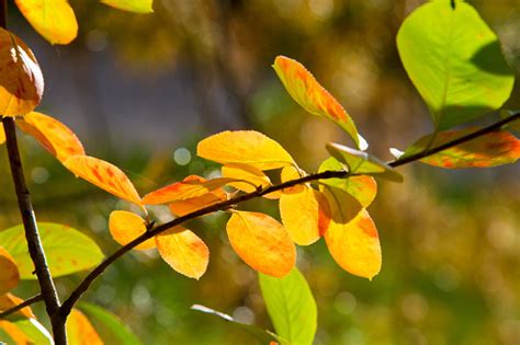 텍스처 배경 패턴입니다 가 아름 다운 지루한 시간 밝은 나무 가지 녹색 빨간색 노란색에 잎 0명에 대한 스톡 사진 및 기타 이미지 Istock
