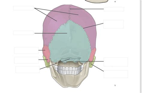 Axial Skeleton Diagram Quizlet