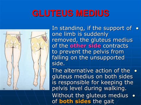 Ppt Comprehensive Overview Of Gluteal Region Anatomy And Function Powerpoint Presentation Id