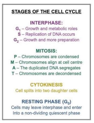 Cell Bio Ch 10 Flashcards Quizlet