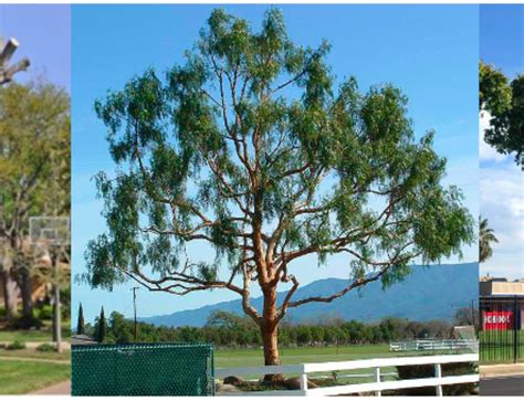 3 Types Of Tree Root Systems A Plus Tree