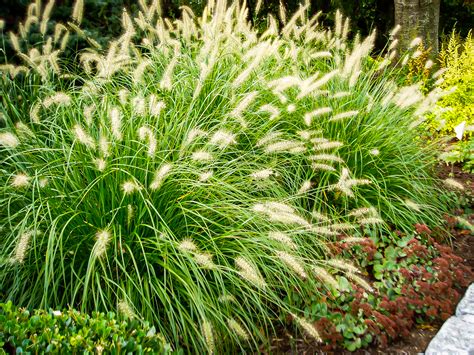 Dwarf Hameln Fountain Grass For Sale Online The Tree Center
