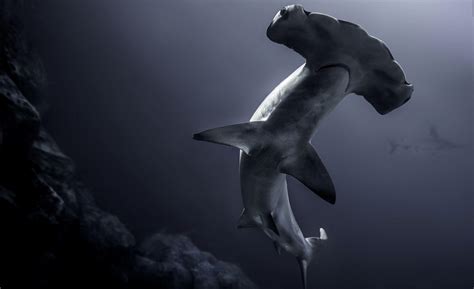 Great Hammerhead Shark Wallpapers Top Free Great Hammerhead Shark