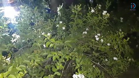 တောင်တွင်းကြီးမြို့နယ်တွင် တစ်နိုင်တစ်ပိုင် စိုက်ပျိုးထားသည့် ဇွန်စံပယ်ပန်းများ လှိုင်လှိုင်ထွက