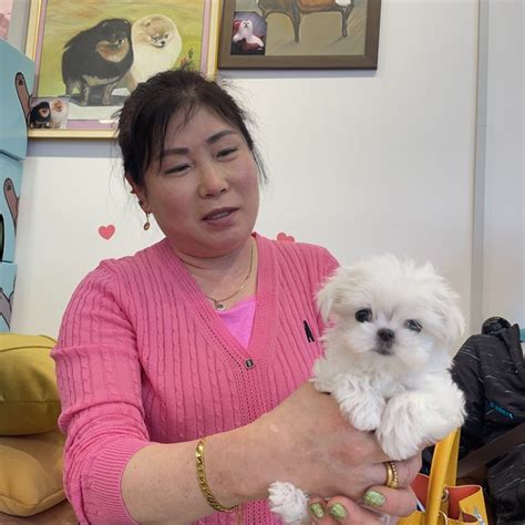 분양후기 05 04말티즈분양후기 유어펫 공식사이트 강아지분양고양이분양