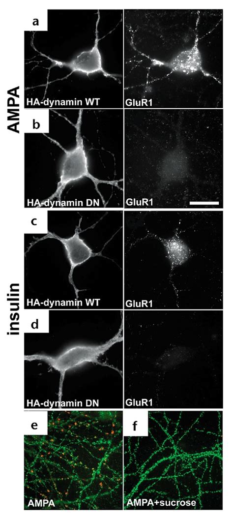 Ampa And Insulin Induced Ampa Receptor Internalization Through A Download Scientific Diagram