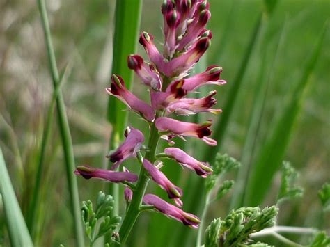 Fumaria Officinalis