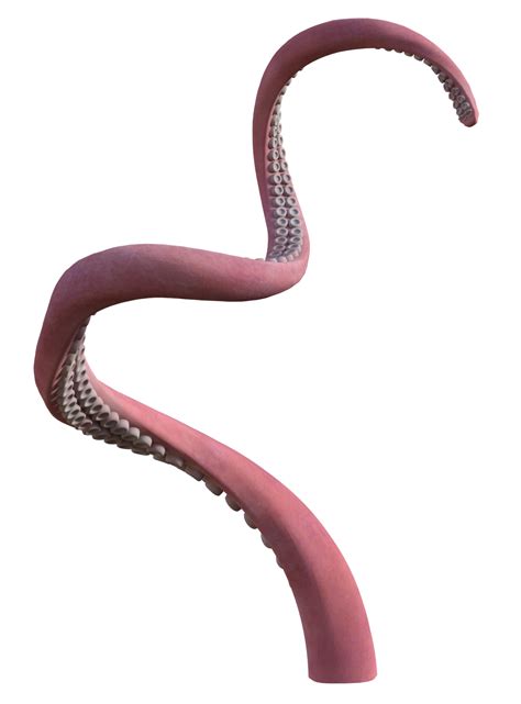 Octopus Tentacle Side View Png