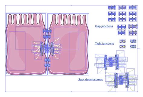 Cell Junctions Vector Scientific Illustration