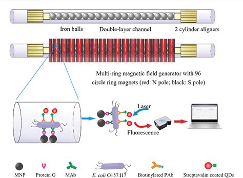 Figure 9 From Advancements In Magnetic Nanoparticle Based Biosensors For Point Of Care Testing