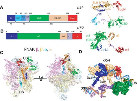 Structure Of Rna Polymerase In Complex With The Major Variant Sigma Factor Diamond Light Source