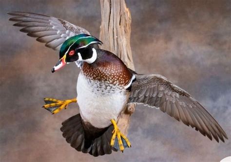 Wood Duck Flying In The Air