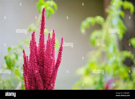 Indian Red Amaranth Plant Growing In Summer Garden Leaf Vegetable