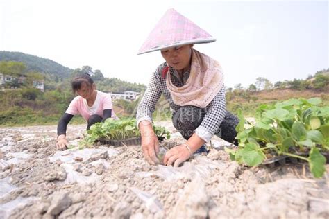 贵州岑巩：秋冬蔬菜种植忙 人民图片网