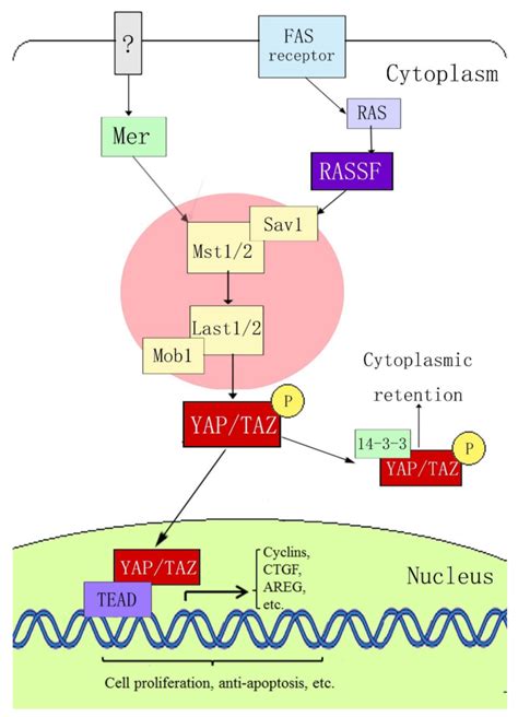 Hippo Yap Signaling Pathway Download Scientific Diagram