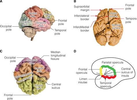Anatomy Of Cerebral Cortex