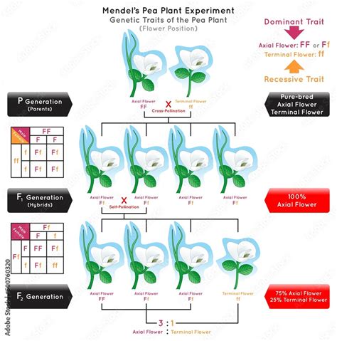 Poster Flower Position Genetic Trait Pea Plant Mendel Experiment