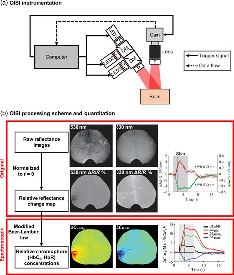Intrinsic Widefield Optical Imaging Of Hemodynamics In Rodent Models Of Alzheimers Disease And