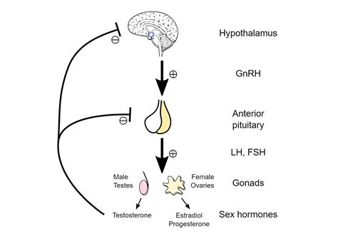 How To Increase Luteinizing Hormone Female Male Foods