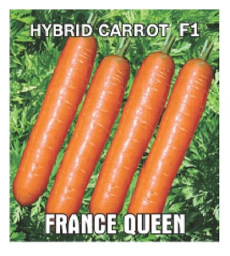 Hybrid Orange Vegetable Seeds Packaging Type Gravier Pouch Packaging