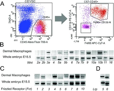 Flow Sorting And Wnt Expression In Lymphatic Associated Macrophages Flow Sorting And Wnt Expression In Lymphatic Associated Macrophages