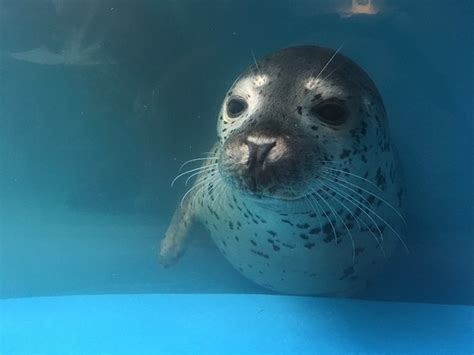 Sigiliu Acvariu Fotografie Gratuită Pe Pixabay Pixabay