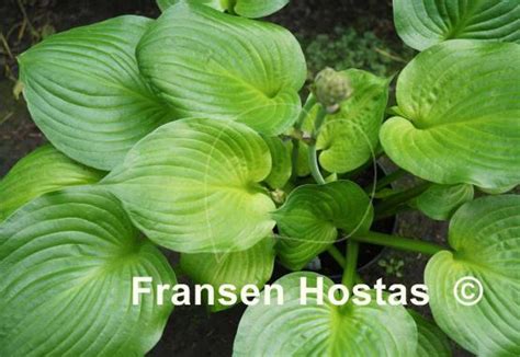 Hosta Banana Kid - Fransen Hostas