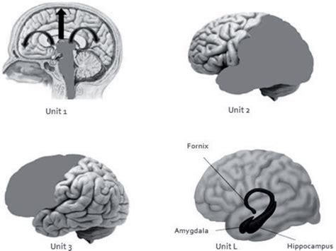 This Picture Shows The Four Functional Units Of The Brain Unit Download Scientific Diagram