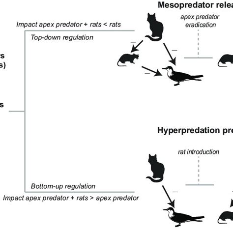 Schematic Representations Of Mesopredator Release Effect And Download Scientific Diagram