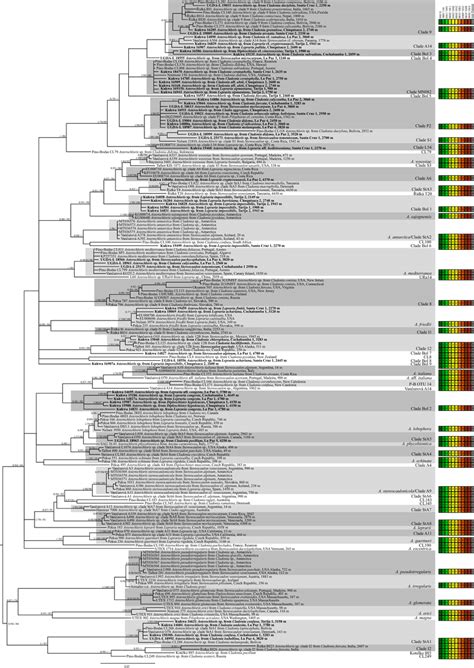 Majority Rule Consensus Tree From Bayesian Analysis Of Asterochloris Download Scientific