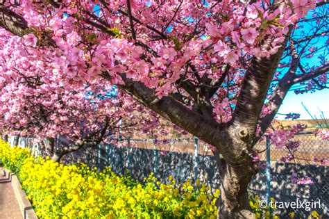 Miura Kaigan Sakura Matsuri Festival Travel Blog By A Japanese Girl