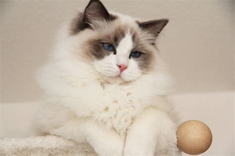 Ragdoll