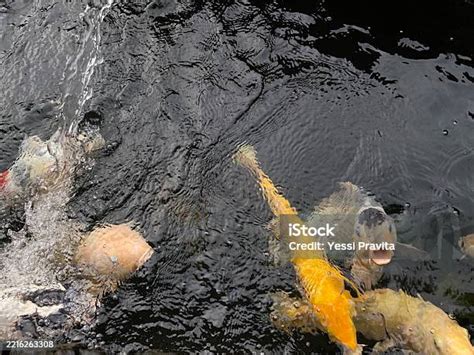 연못에서 수영하는 다채로운 잉어 물고기 그룹 검은 배경 물 비말 표면 개념에 대한 스톡 사진 및 기타 이미지 개념 개념과 주제 고여 있는 물 Istock