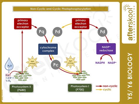 Cyclic Photophosphorylation Diagram
