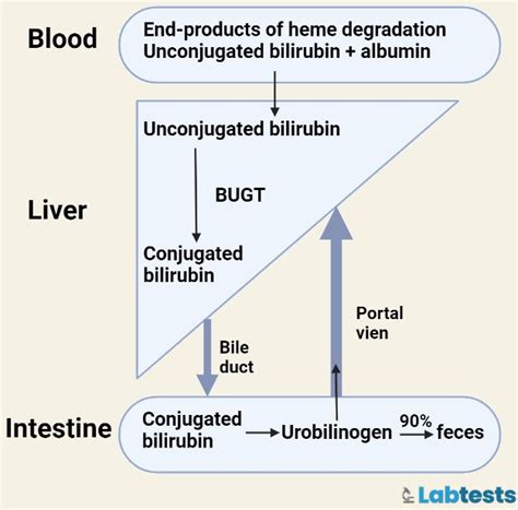 Blood Serum Bilirubin And Urine Bilirubin Tests Normal Range And Blood Serum Bilirubin And Urine Bilirubin Tests Normal Range And