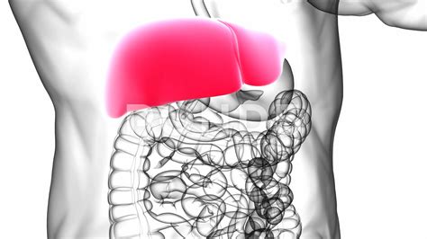 Human Liver Location