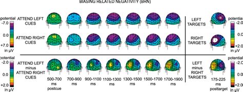 Pretarget Visual Cortex Biasing Grand Average N ¼ 13 Erp Topographic